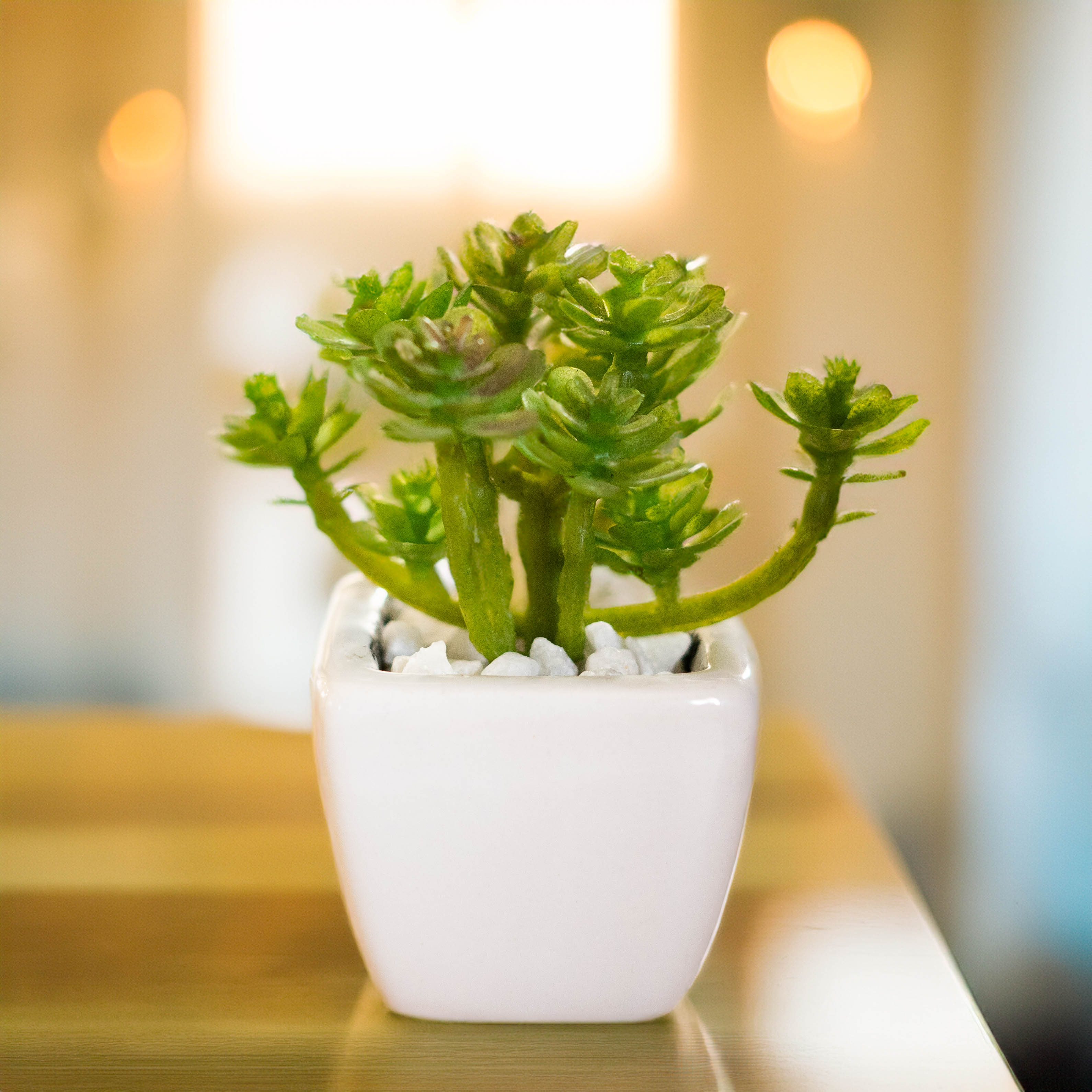 Artificial Mini Succulent Plant – The Zappy Box